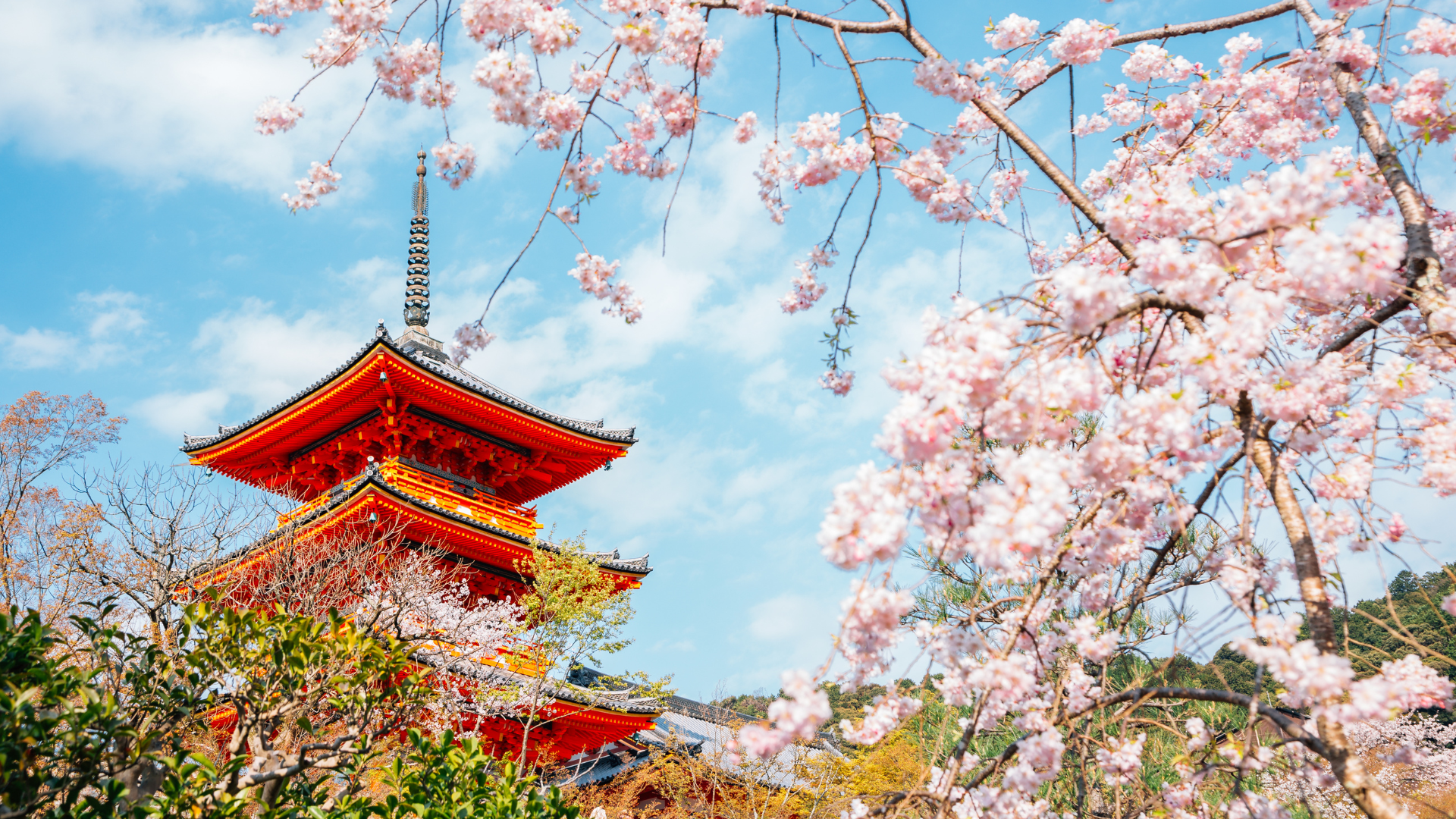 Enjoy the cherry blossoms and the cold! What clothes won't go wrong on ...